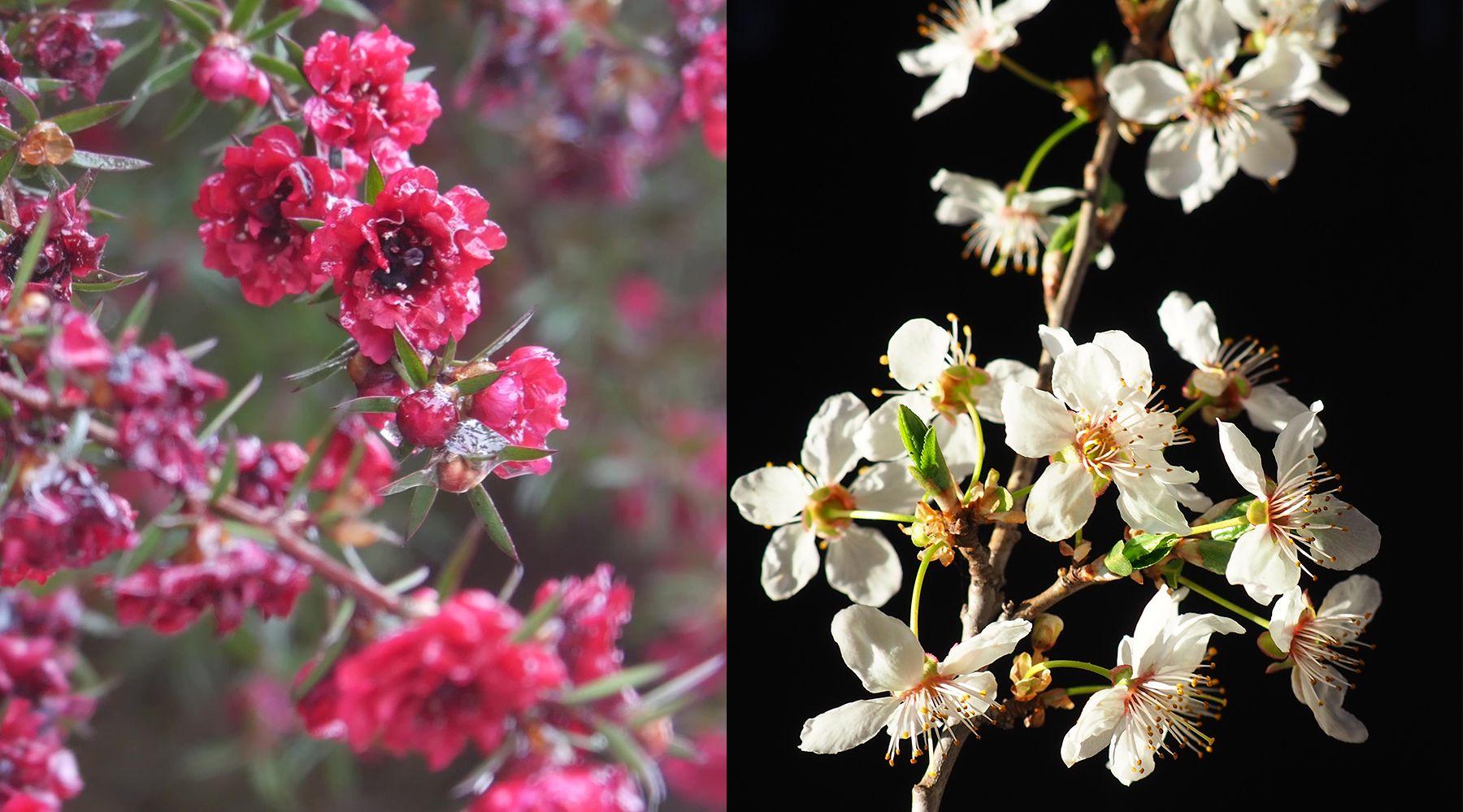 Why Manuka Honey is So Special? A Neutral Ground between New Zealand ...